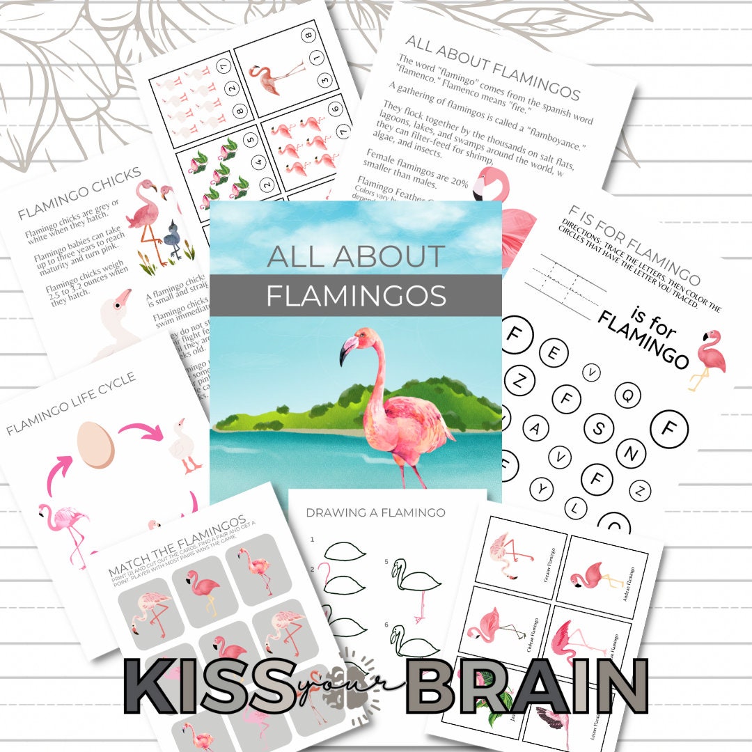 All About Flamingos Study Unit | Printable Workbook - Etsy
