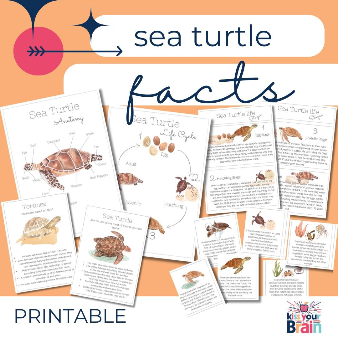 Sea Turtle Fact Sheets | Study Unit - Etsy