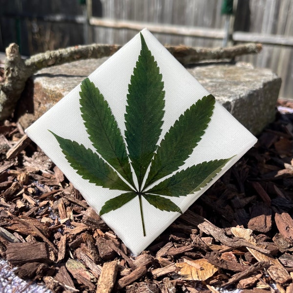 Cannabis Leaves - Etsy