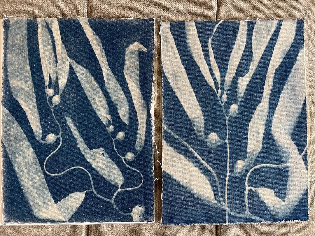 Original Cyanotype Kelp Print Set (9x12) - La Jolla Kelp Forest ...