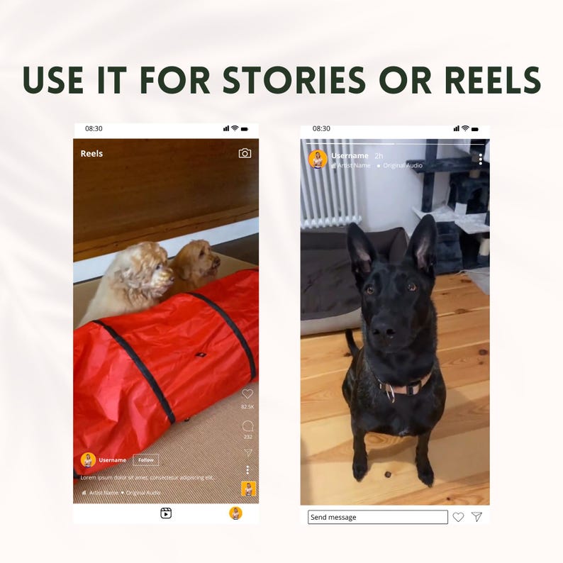 Dog Reels, Dog Videos, Social Media Content, Animal Reels, Pet Lover ...
