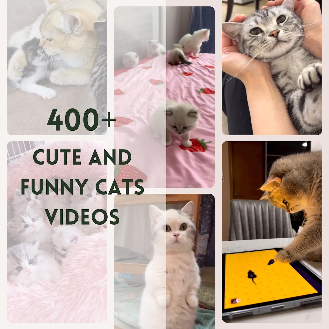 Cat Reels Video, Social Media Content, Animal Pet Lover Instagram ...