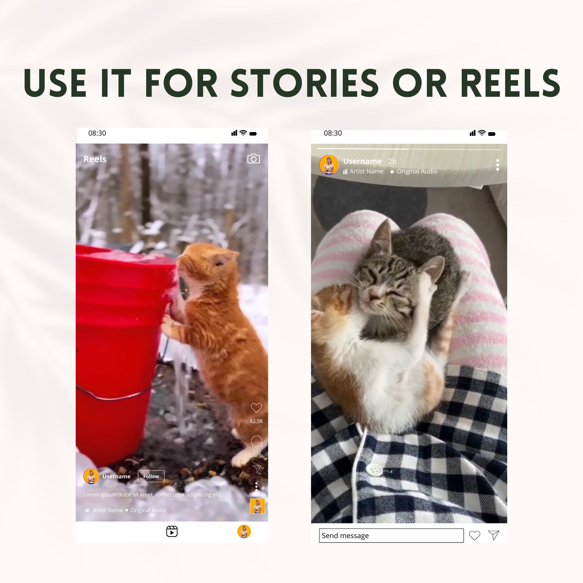 Cat Reels Video, Social Media Content, Animal Pet Lover Instagram ...