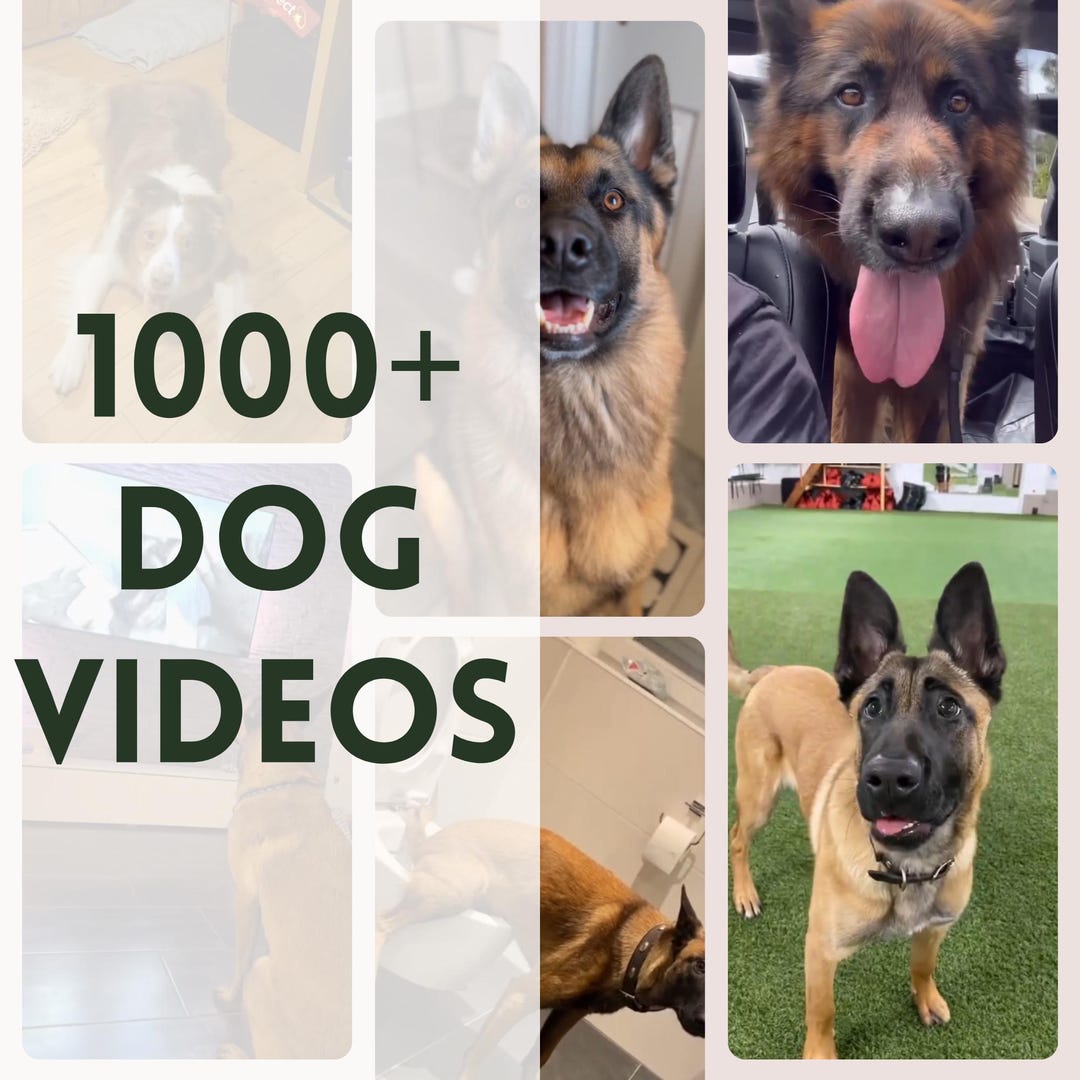 Dog Reels, Dog Videos, Social Media Content, Animal Reels, Pet Lover ...