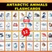 ANTARCTIC ANIMALS Montessori Cards Flash Cards Nomenclature Flashcards ...