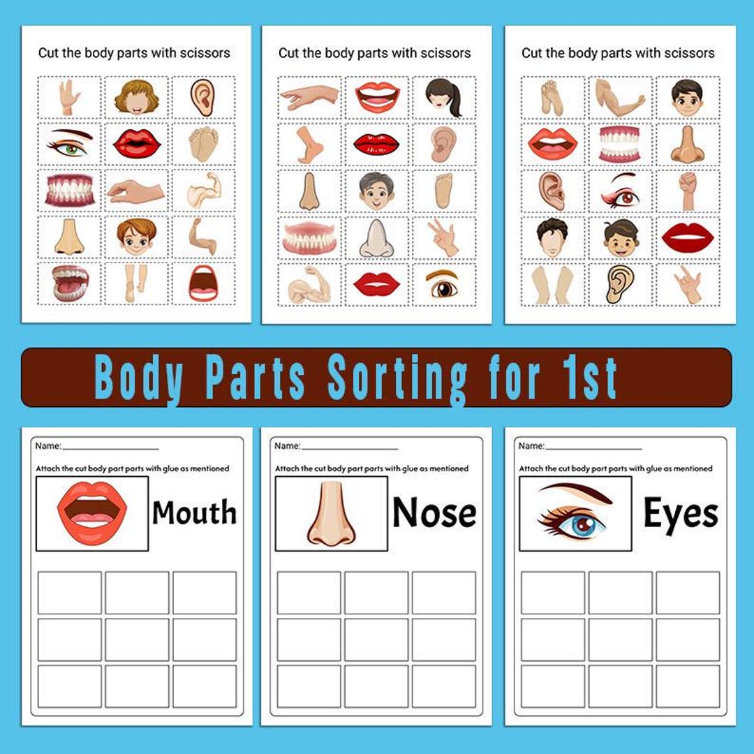 Body Parts Sorting PDF Cards • Flash Cards Nomenclature Flashcards PDF ...