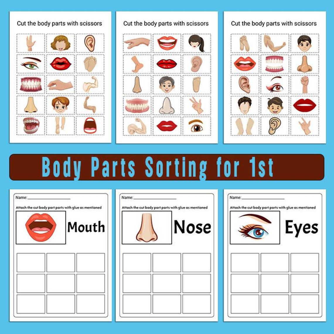 Body Parts Sorting PDF Cards Flash Cards Nomenclature Flashcards PDF ...