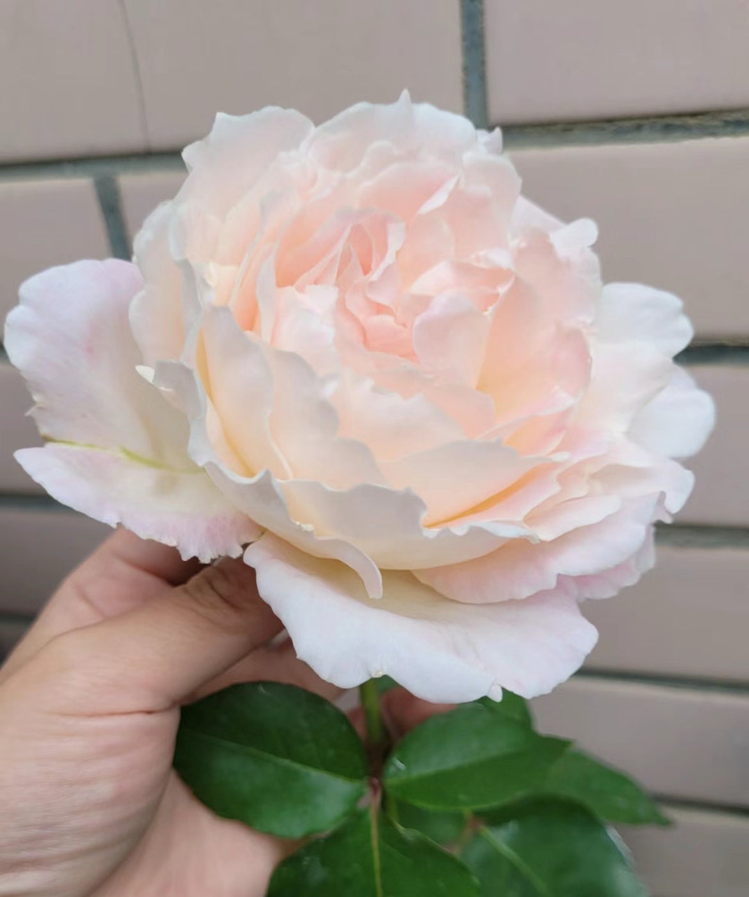 Princess Tenko | 天宫公主 プリンセス・テンコー | Strong Fruity Fragrant | Blooms in ...