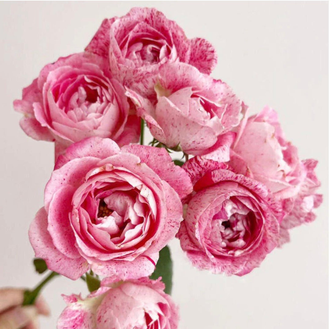 Lady Candle 雪花肥牛, 蜡烛公主 レディキャンドル Japanese Rose Own Root - Etsy