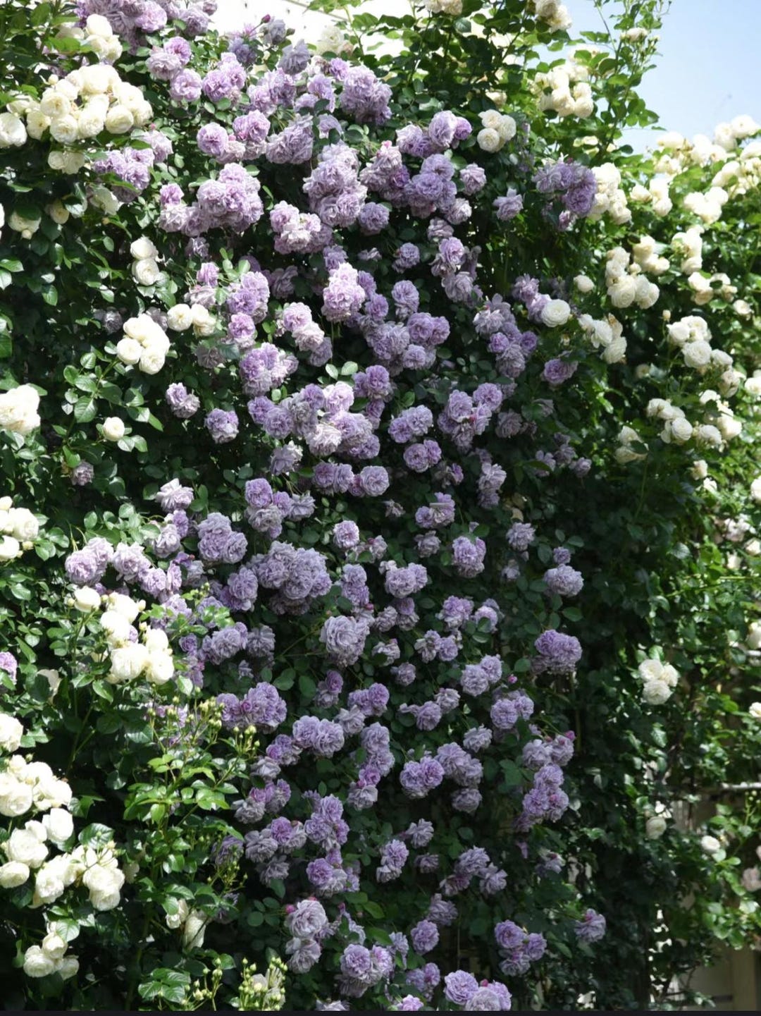 Rainy Blue | 蓝色阴雨 | Climbing Rose | Repeating Bloom in Multiple Seasons ...