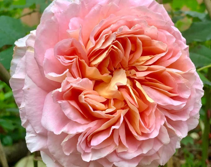 Auscot | English Garden Shrub Rose | Climbing Rose | Own Root - Etsy