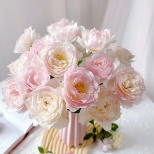 Princess Tenko 天宫公主 プリンセステンコー Strong Fruity Fragrant Blooms in Flushes ...