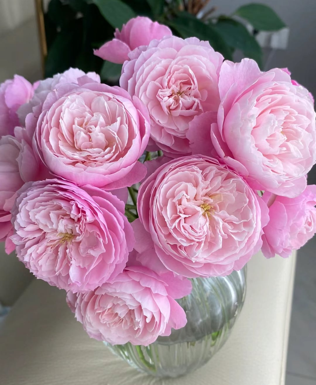 Plume | 羽毛 | プリュム | Japanese Award Winning Rose | Own Root | Repeat ...