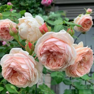 English Garden Shrub Rose Auswill | Austir | Tall Shrub | Pink Apricot ...