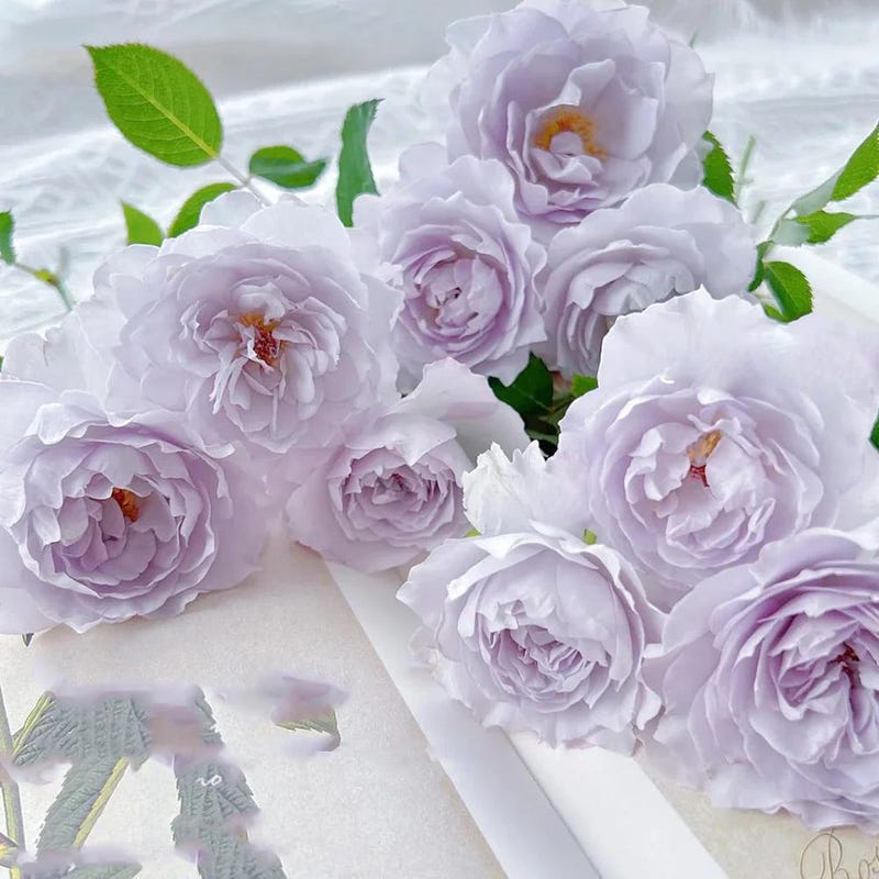 Purple Rose Bush - Etsy