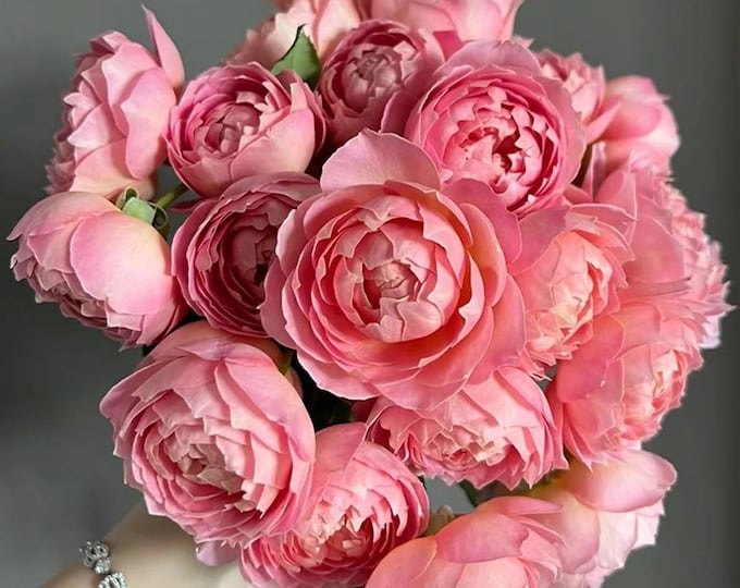 Rose “aushunter” English Shrub Rose Ownroot Plant, 1 Gallon (1.5-2 ...