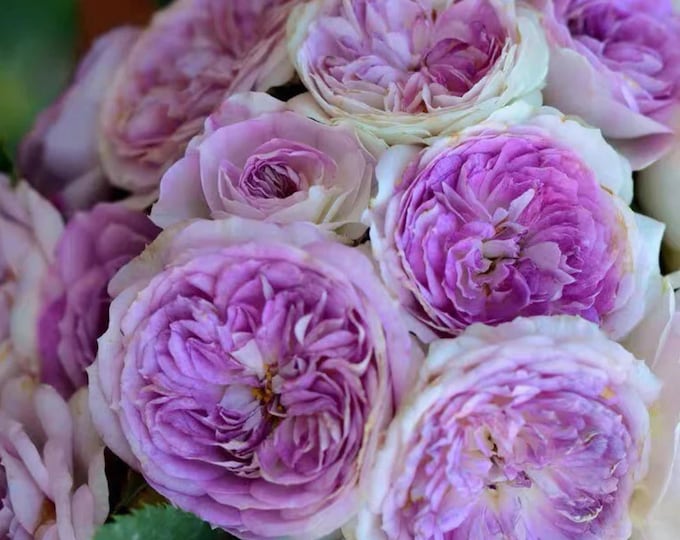 Rose Plant washitsu 和室 ジャパネスクモナムール - Etsy