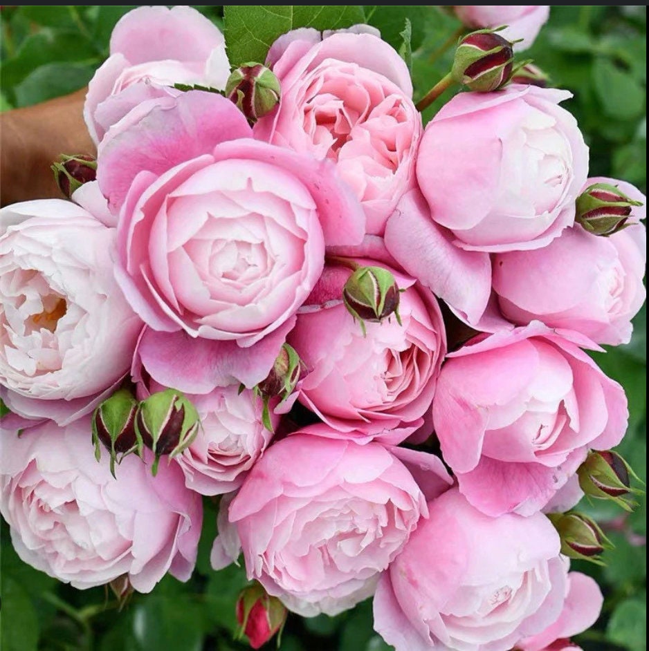 Plume 羽毛 プリュム Japanese Award Winning Rose Own Root Repeat Bloomer - Etsy