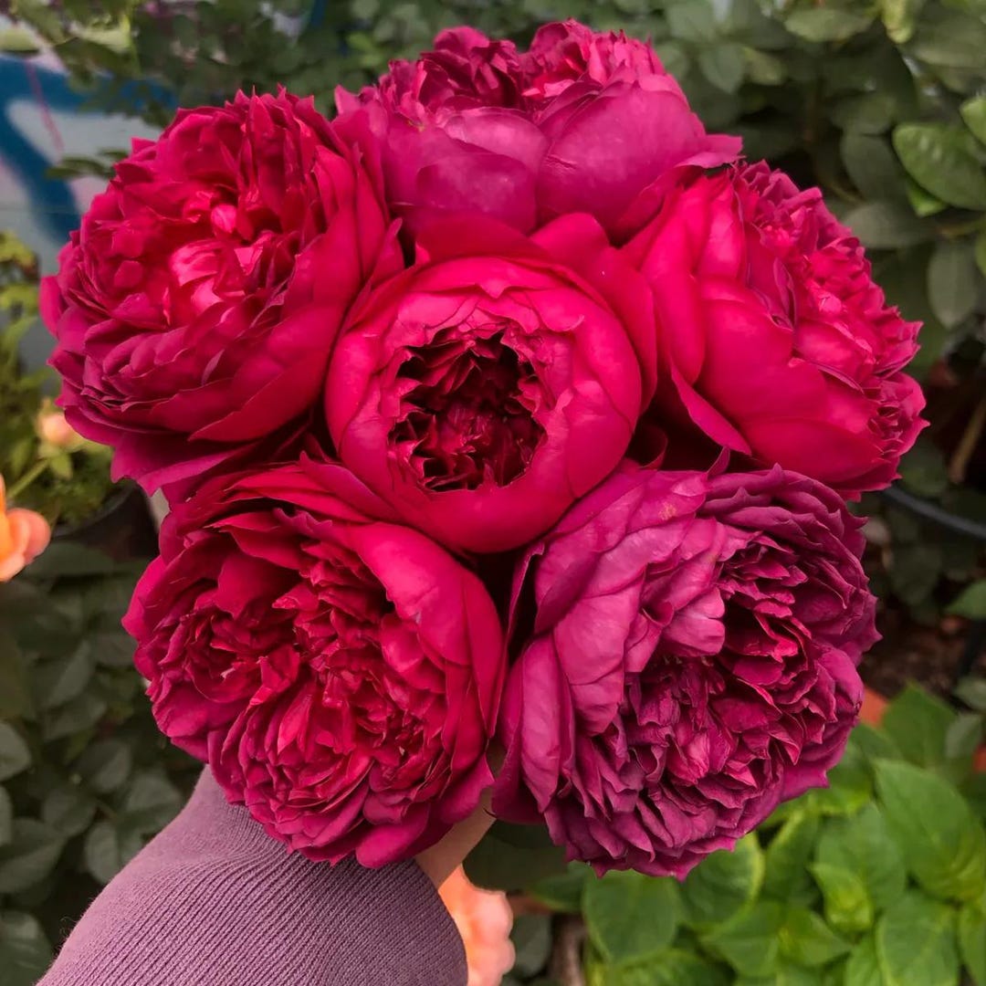 Autumn Rouge | 秋日胭脂 | Japanese Florist Shrub Rose | Red Blooms | Intoxicating Fragrant - Etsy