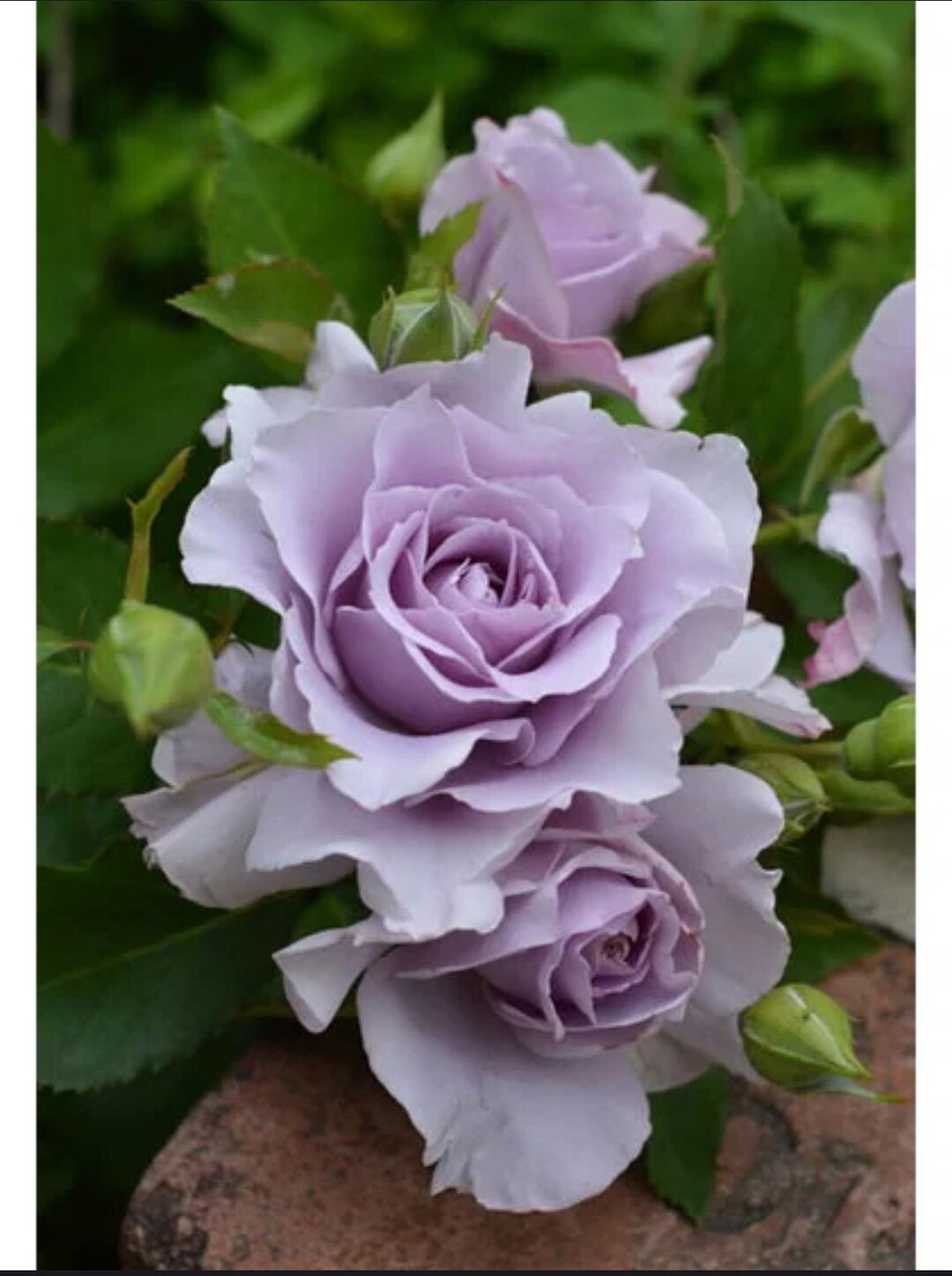 Sou | 爽 | Japanese Rose From Junko Kawamoto | Continue Blooming ...