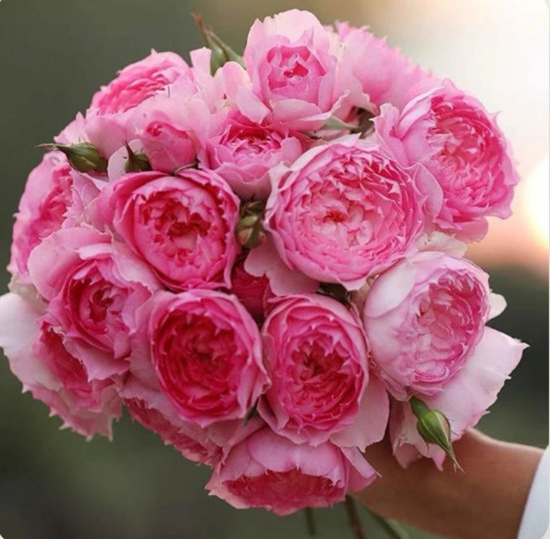 Rongrongyue 溶溶月 Tianlang Rose Chinese Rose Own Root Heat Resistant - Etsy