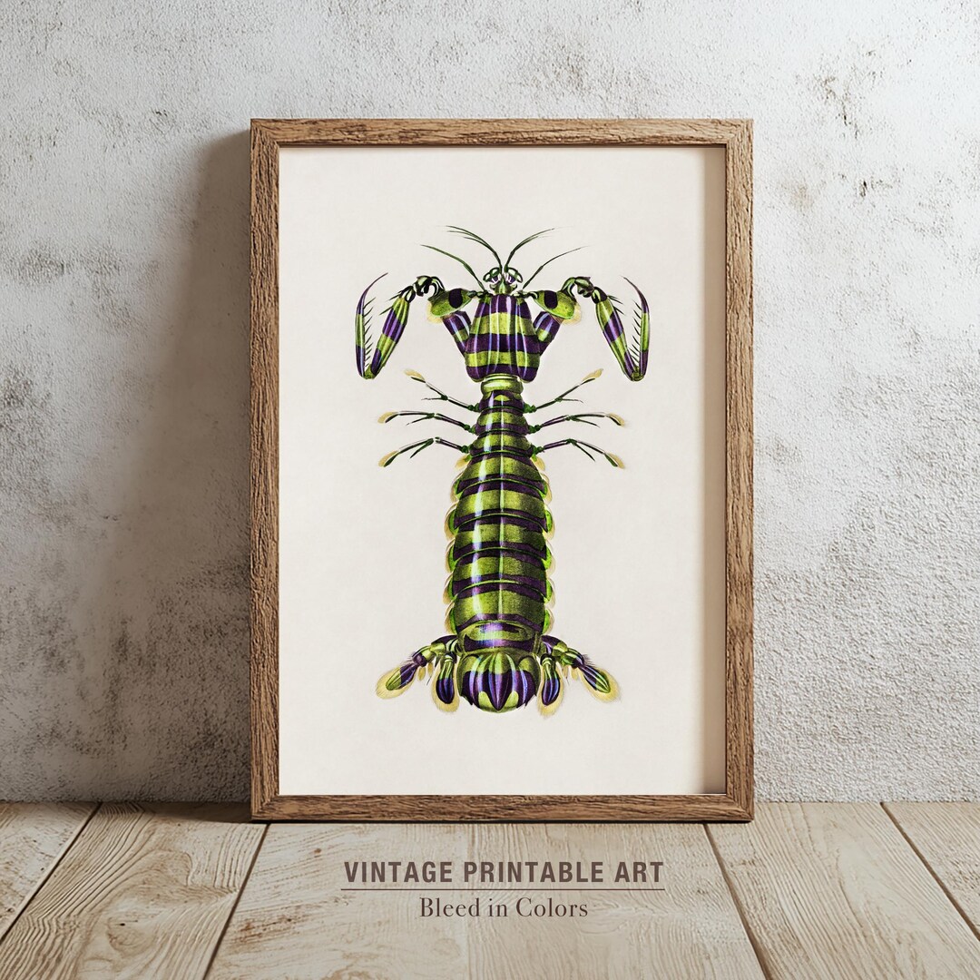 Vintage Striped Shrimp Print Download | Digital Printable Wall Art ...