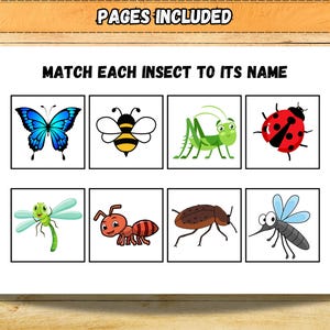 Insect Identification Activity for Kids Match, Identify & Label Common ...