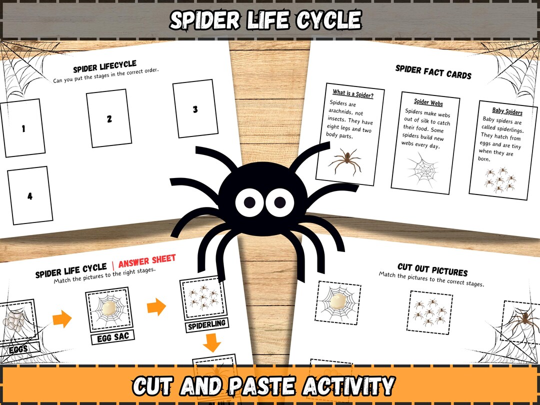 Spider Life Cycle Cut and Paste Activity Fun Educational Craft for Kids ...