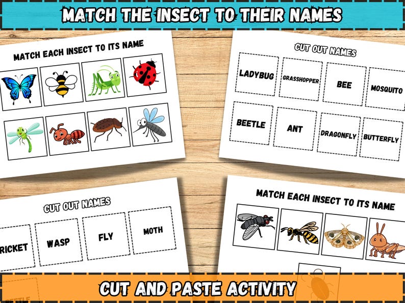 Insect Identification Activity for Kids Match, Identify & Label Common ...