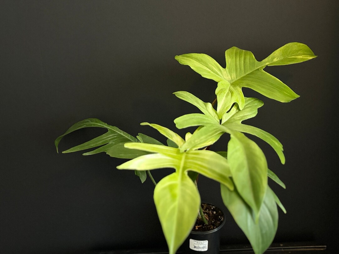 Philodendron Florida Ghost Mint Highly Variegated - Etsy