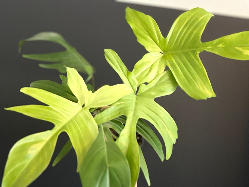 Philodendron Florida Ghost Mint Highly Variegated - Etsy