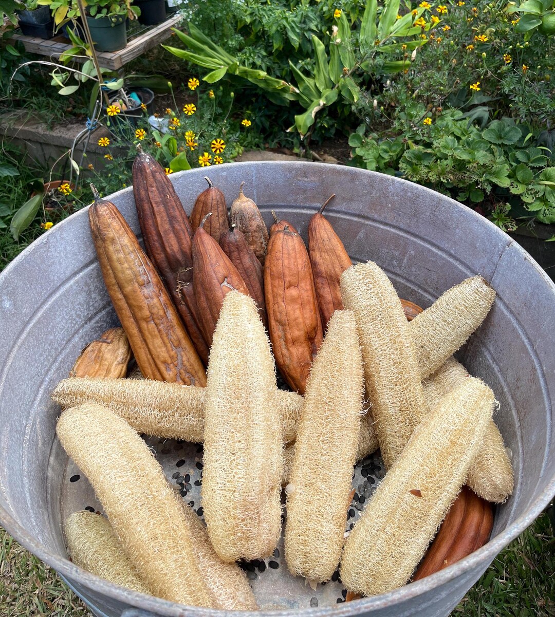 100% Natural Homegrown Luffa Sponge| 9"-13" - Etsy