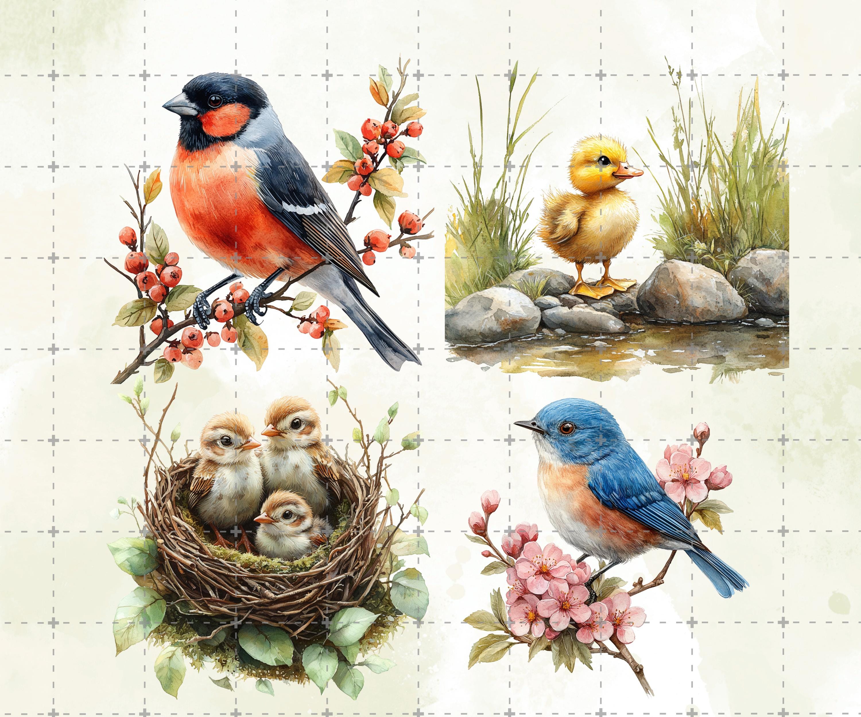 30 PNG Watercolor Spring Birds Clipart Bundle Digital Download - Etsy