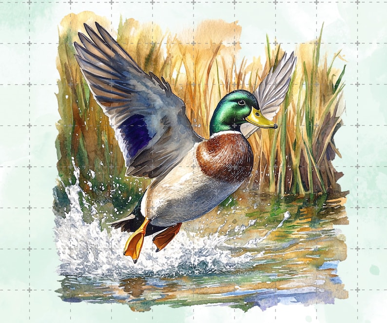 15 PNG Mallard Duck Art Set – Flying & Lake Scenes - Etsy