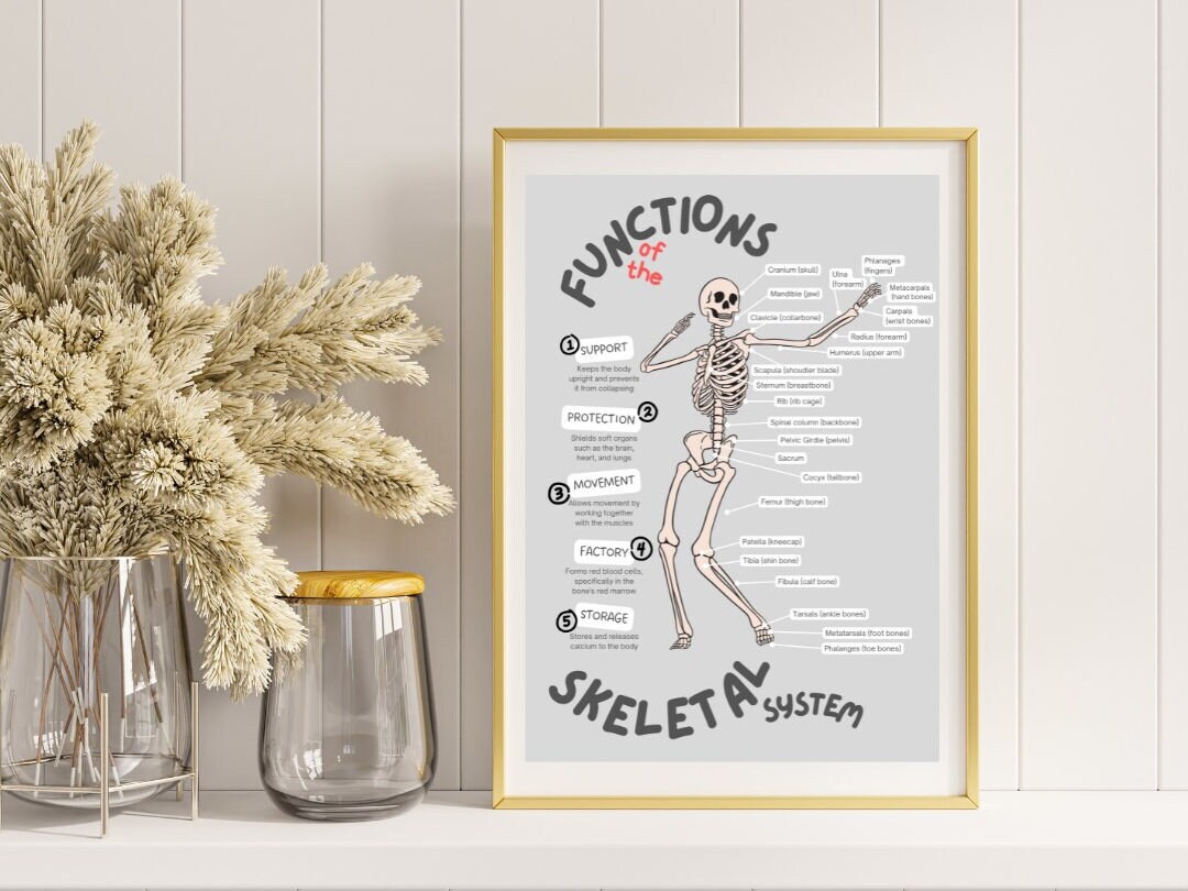 Functions of the Skeletal System Download Print Poster About Medicine ...