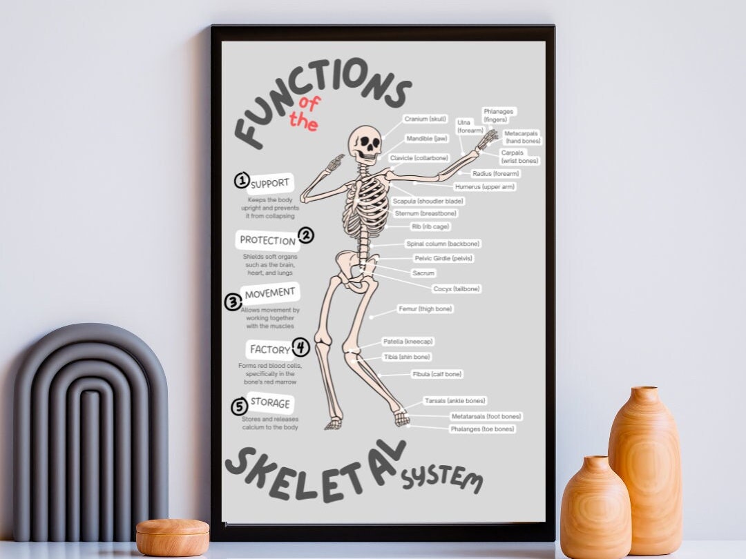 Functions of the Skeletal System Download Print Poster About Medicine ...