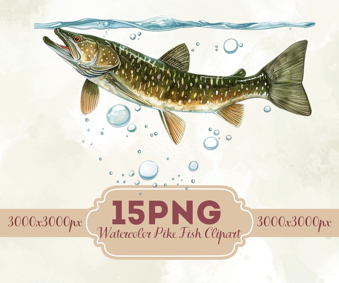 Watercolor Pike Fish Clipart PNG, Northern Pike Illustration, Fishing ...