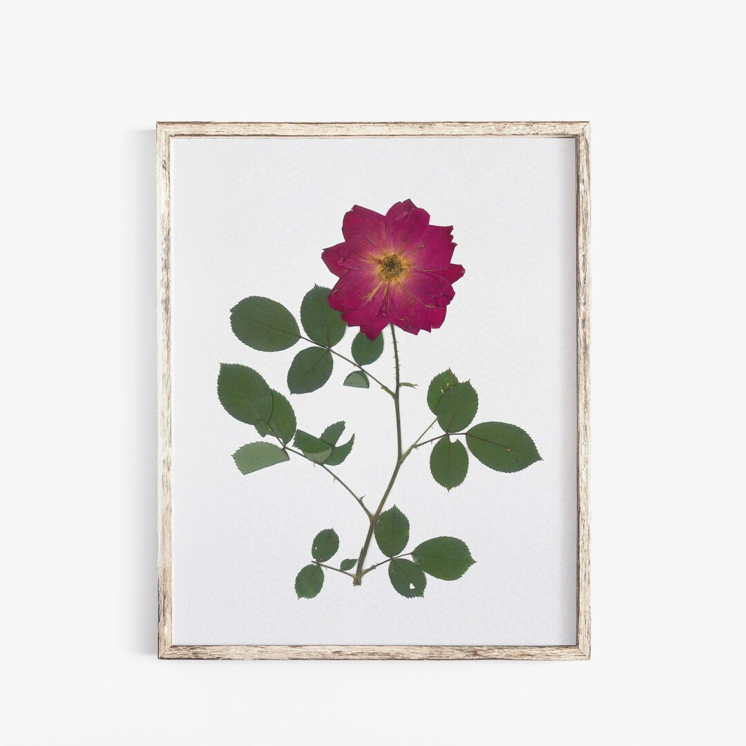 Pressed Rose Art Print, Pressed Flower Art, Botanical Wall Art ...