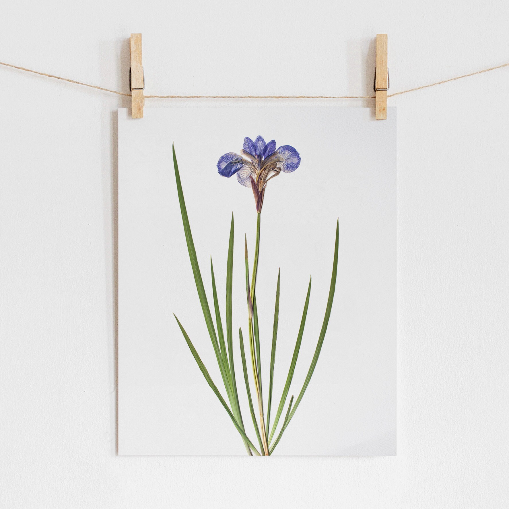 Pressed Flower Art Print Blue Iris Botanical Wall Art | Etsy