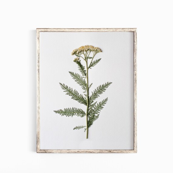 Pressed Flower Art Print Common Yarrow Botanical Wall Art - Etsy