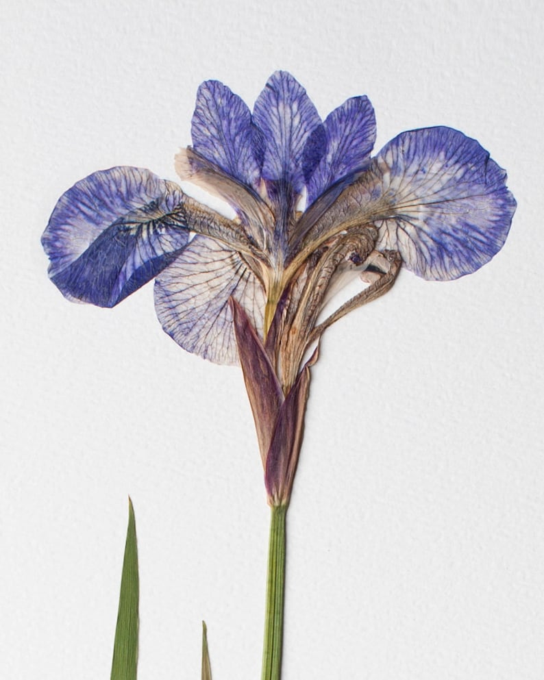 Pressed Flower Art Print Blue Iris Botanical Wall Art - Etsy