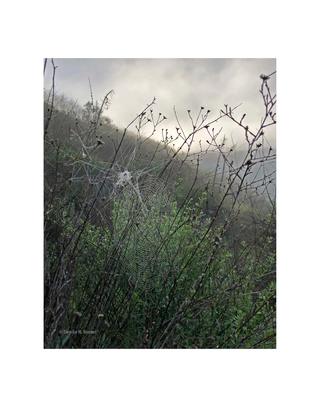 Spiderweb, Original Photography Print 8x10 - Etsy France