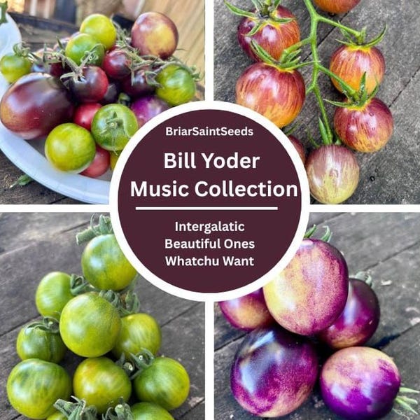 Bill Yoder Tomato Seeds - Etsy