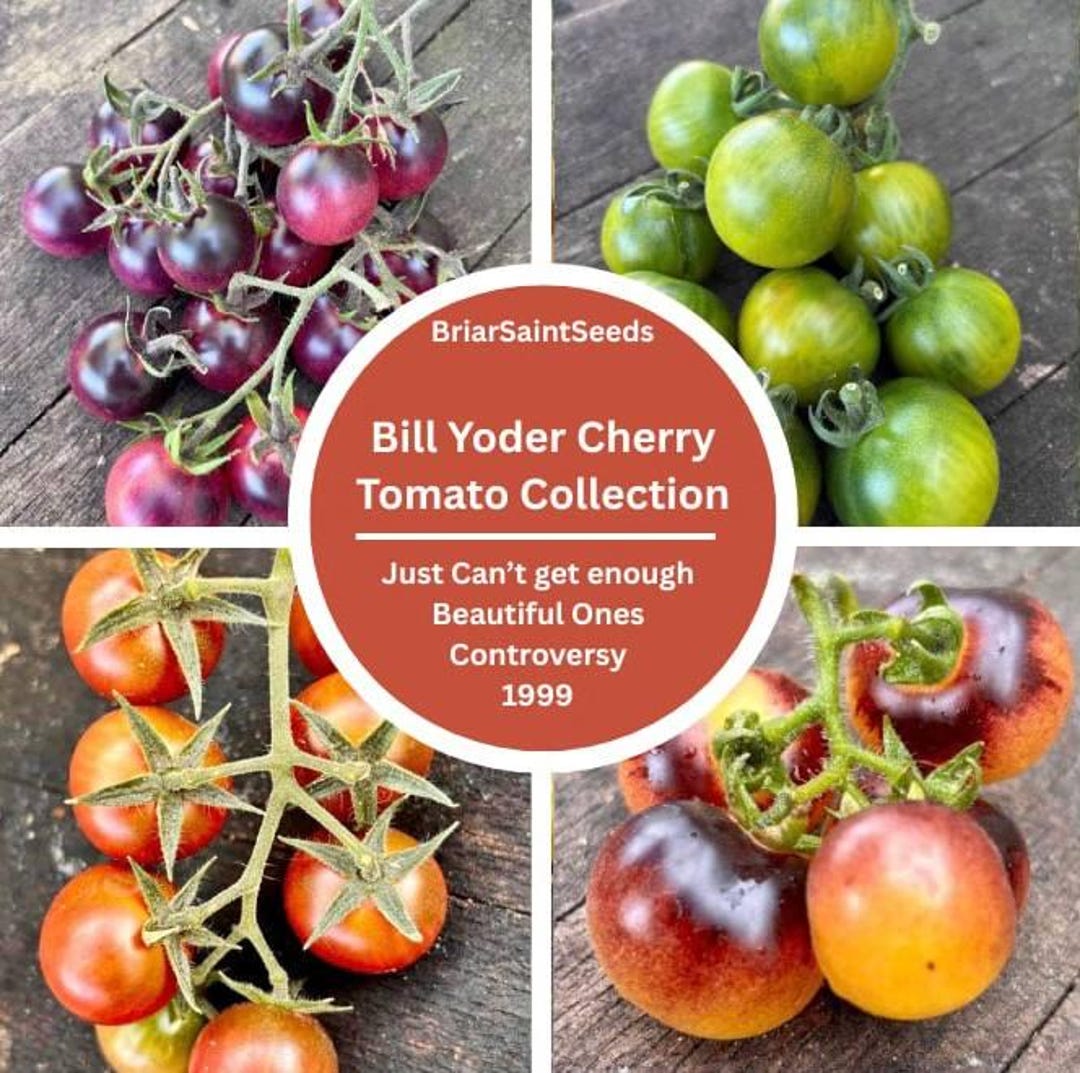 Bill Yoder Cherry Tomato Seeds Collection Just Can't Get Enough ...