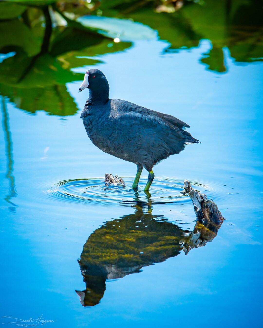 American Coot. Central Florida. 8"x10" Fine Art Print in Black 9"x11 ...