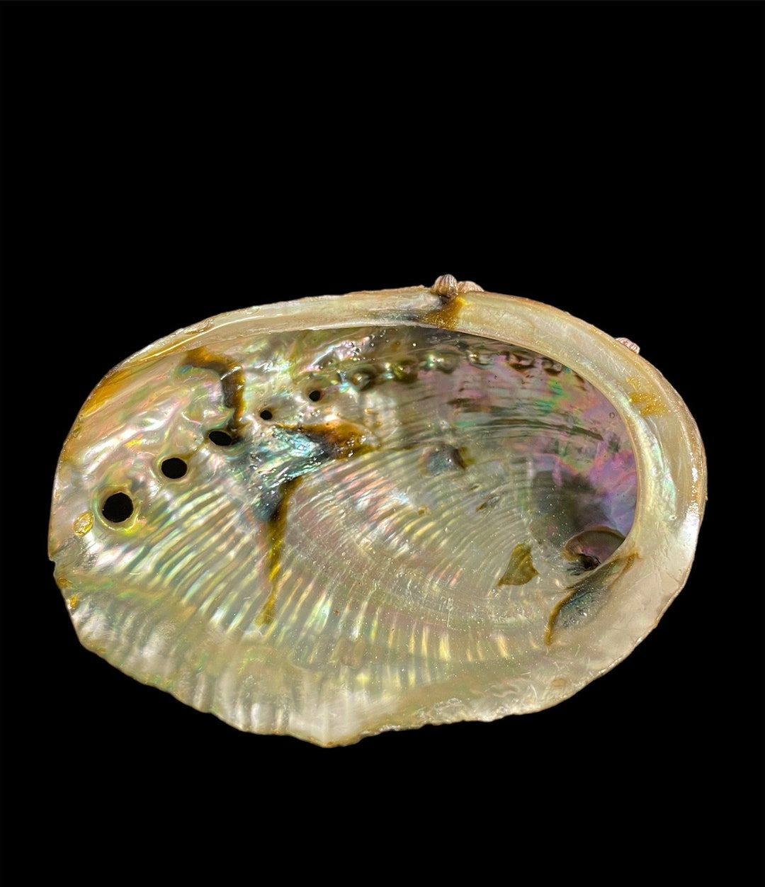 Abalone Shell: Sacred Sea Symbol for Smudging - Etsy