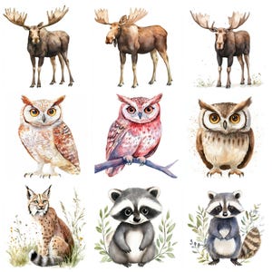 80 Woodland Animals PNG Clipart Big Bundle, Watercolor Woodland ...