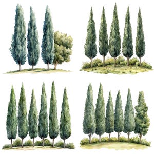 Cypress Tree PNG Clipart Bundle, Watercolor Cypress Tree Landscape ...