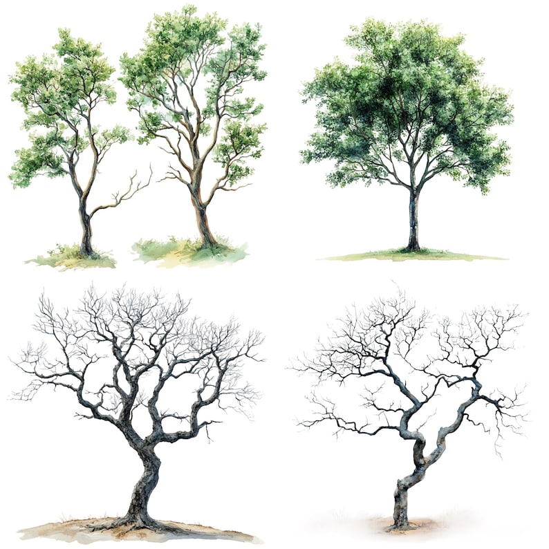 Ash Tree PNG Clipart Bundle, Watercolor Ash Forest Landscape ...