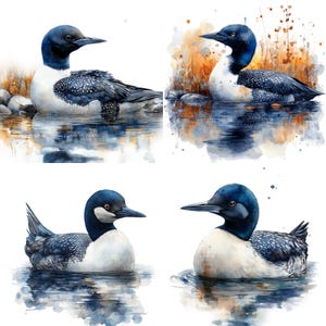 28 Common Loon PNG Clipart Bundle, Watercolor Loon Silhouette Abstract ...